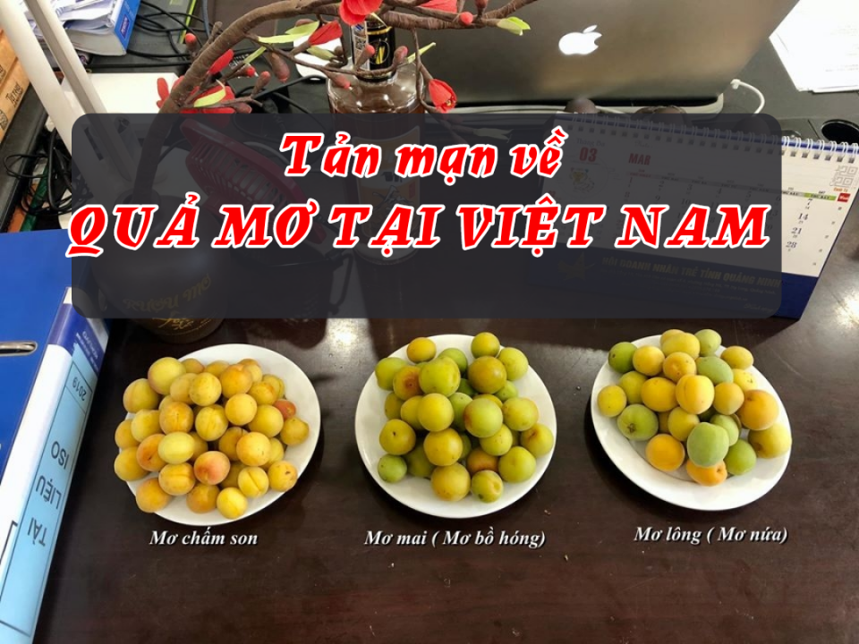 Quả mơ tại Việt Nam - Rượu Mơ Yên Tử